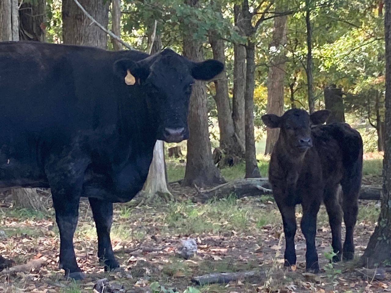 JB Farms – Quality Beef Cattle
