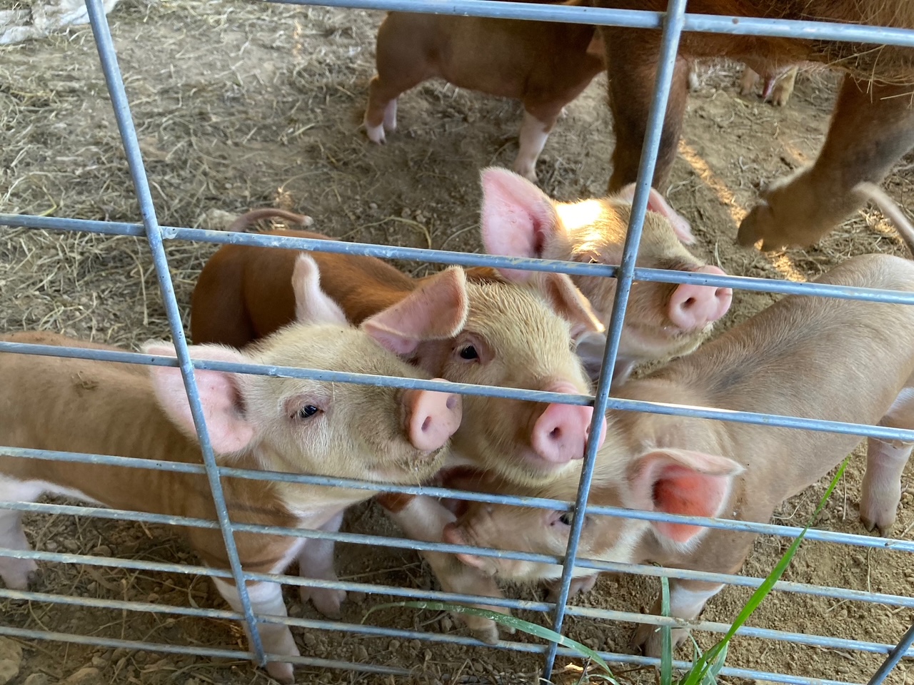 Pastured Pigs – JB Farms