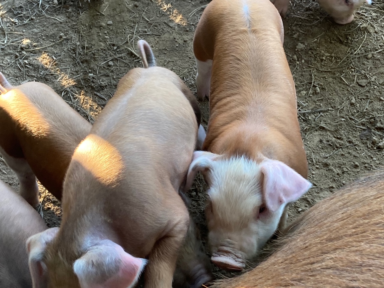 Pastured Pigs – JB Farms