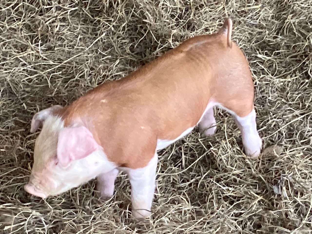 Pastured Pigs – JB Farms
