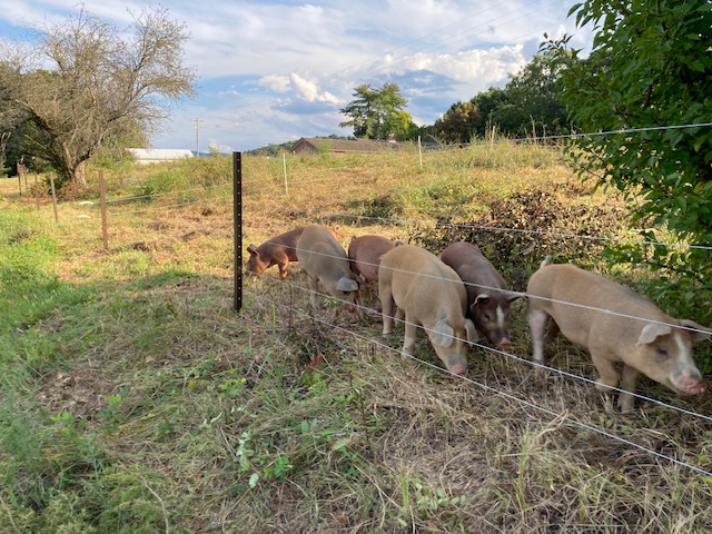 Pastured Pigs – JB Farms